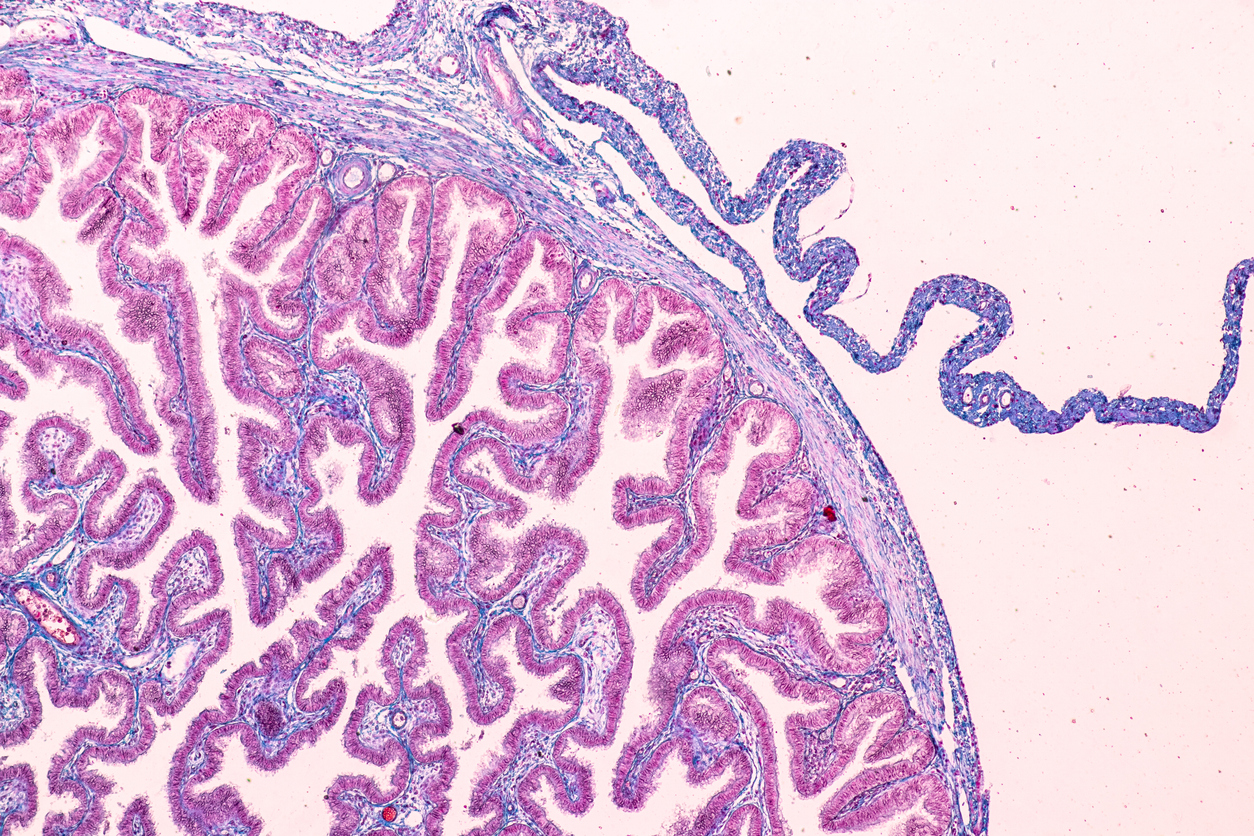 When Hormones Shift the Brain’s Set Point: Rewiring of Hypothalamic ...